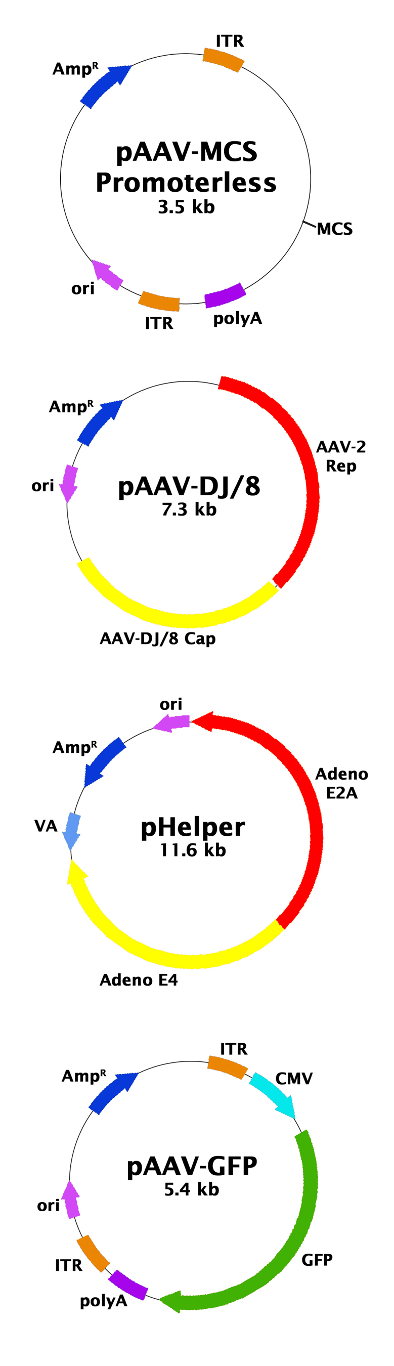 AAV-DJ/8 Promoterless Expression System